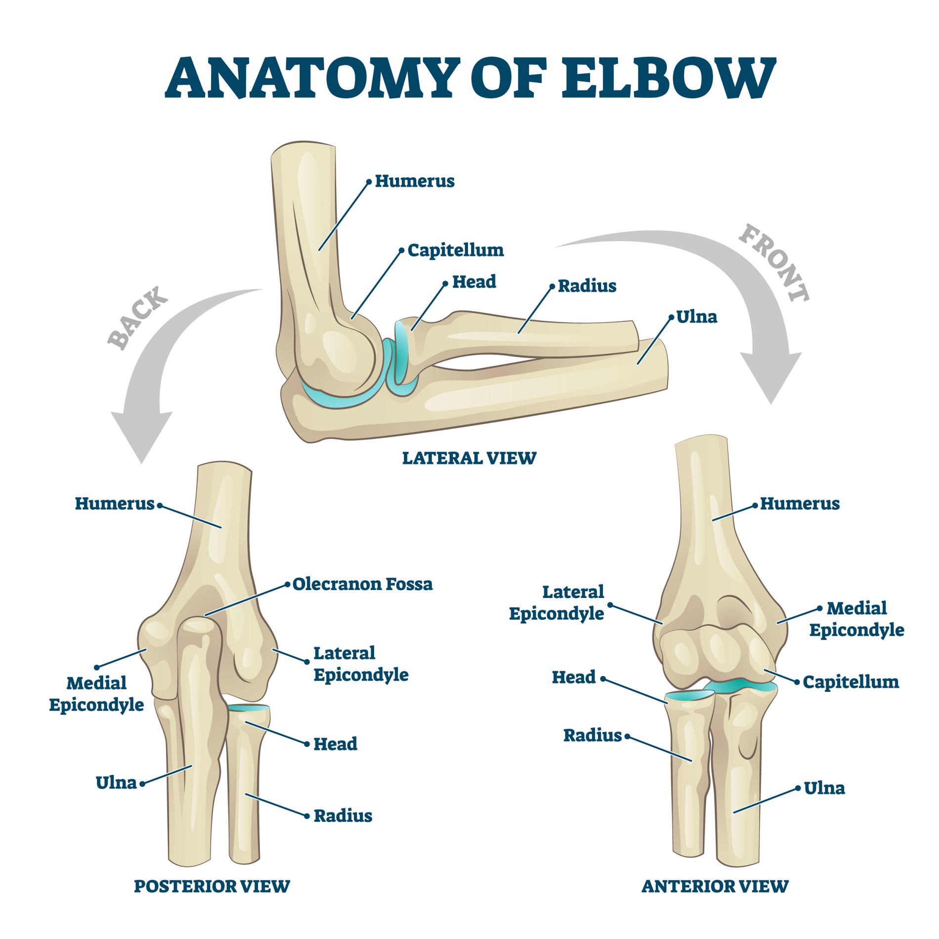 Understanding The Shoulder Elbow Ubicaciondepersonas cdmx gob mx